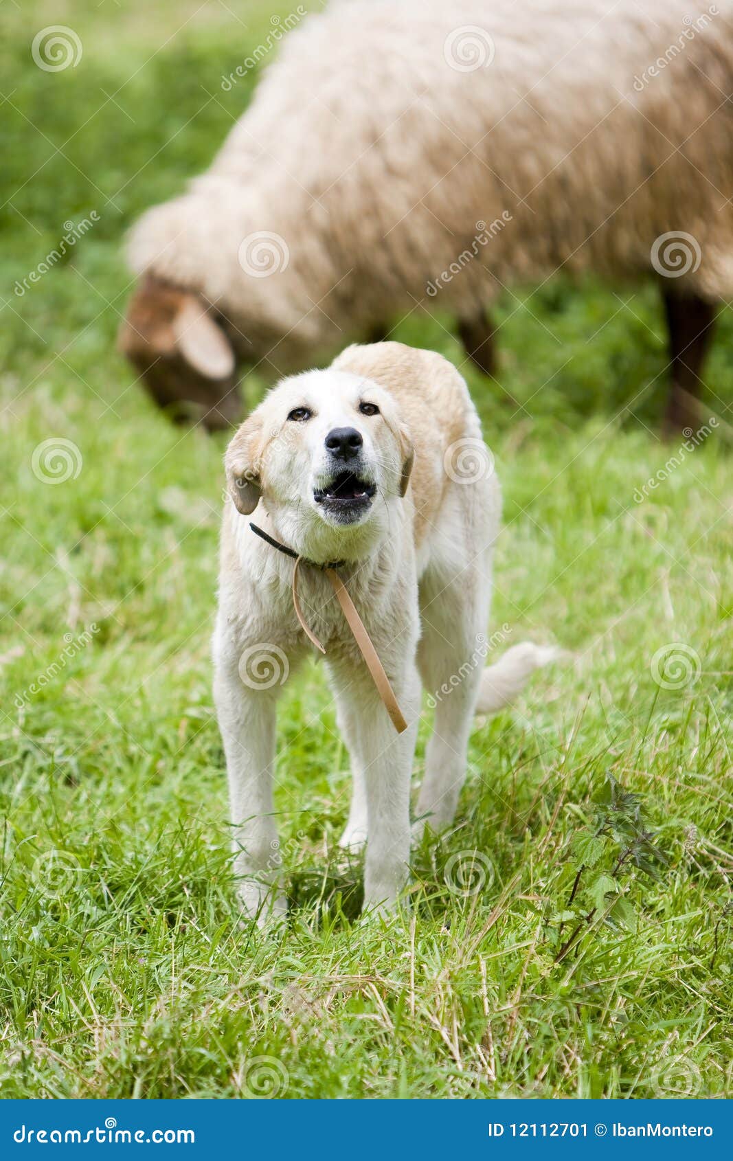 Sheep sheperd stock image. Image of domestic, mammal - 12112701