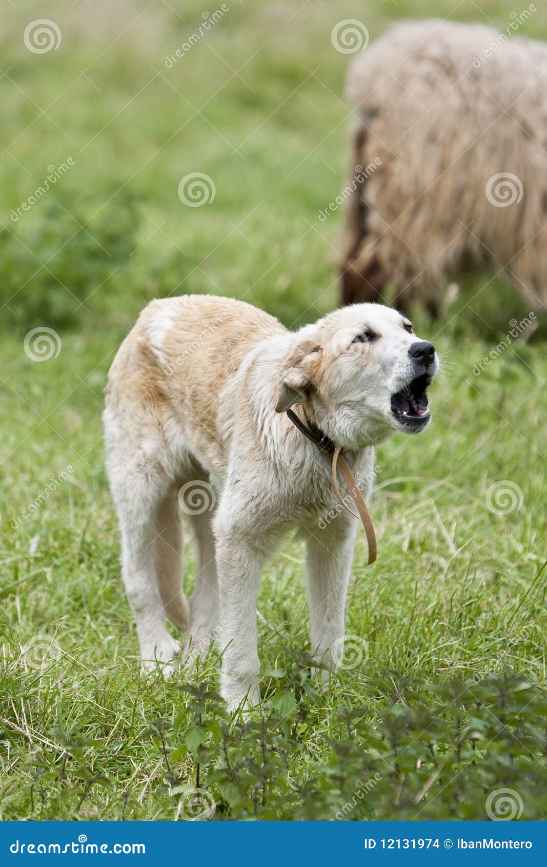 Sheep sheperd stock photo. Image of animal, farm, flock - 12131974