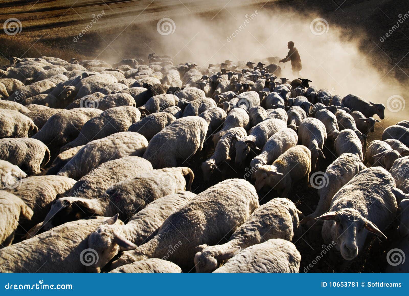 Sheep and shepherd stock image. Image of fields, domesticated - 10653781