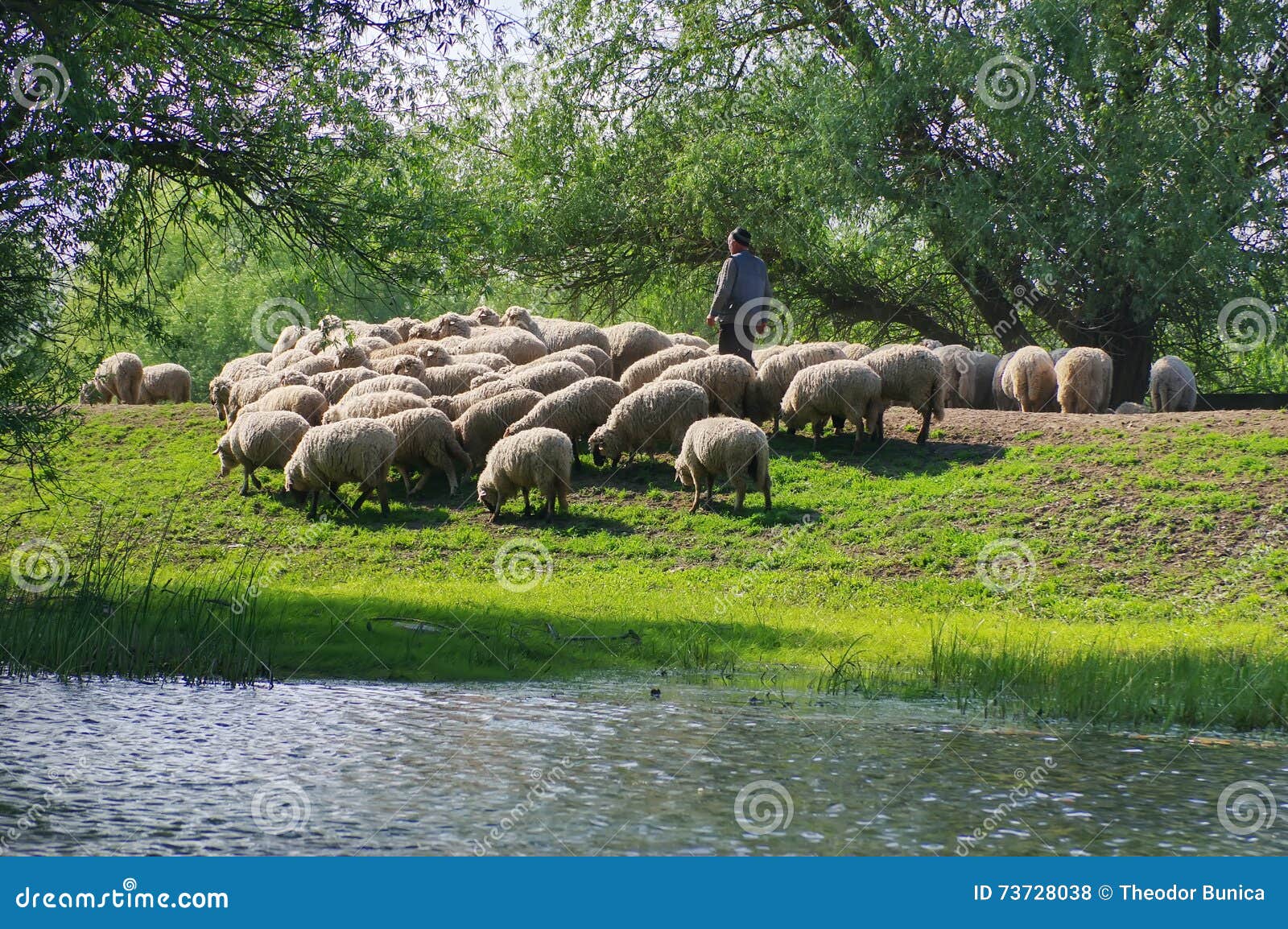 Shepherd With Sheep Royalty-Free Stock Image | CartoonDealer.com #91467568