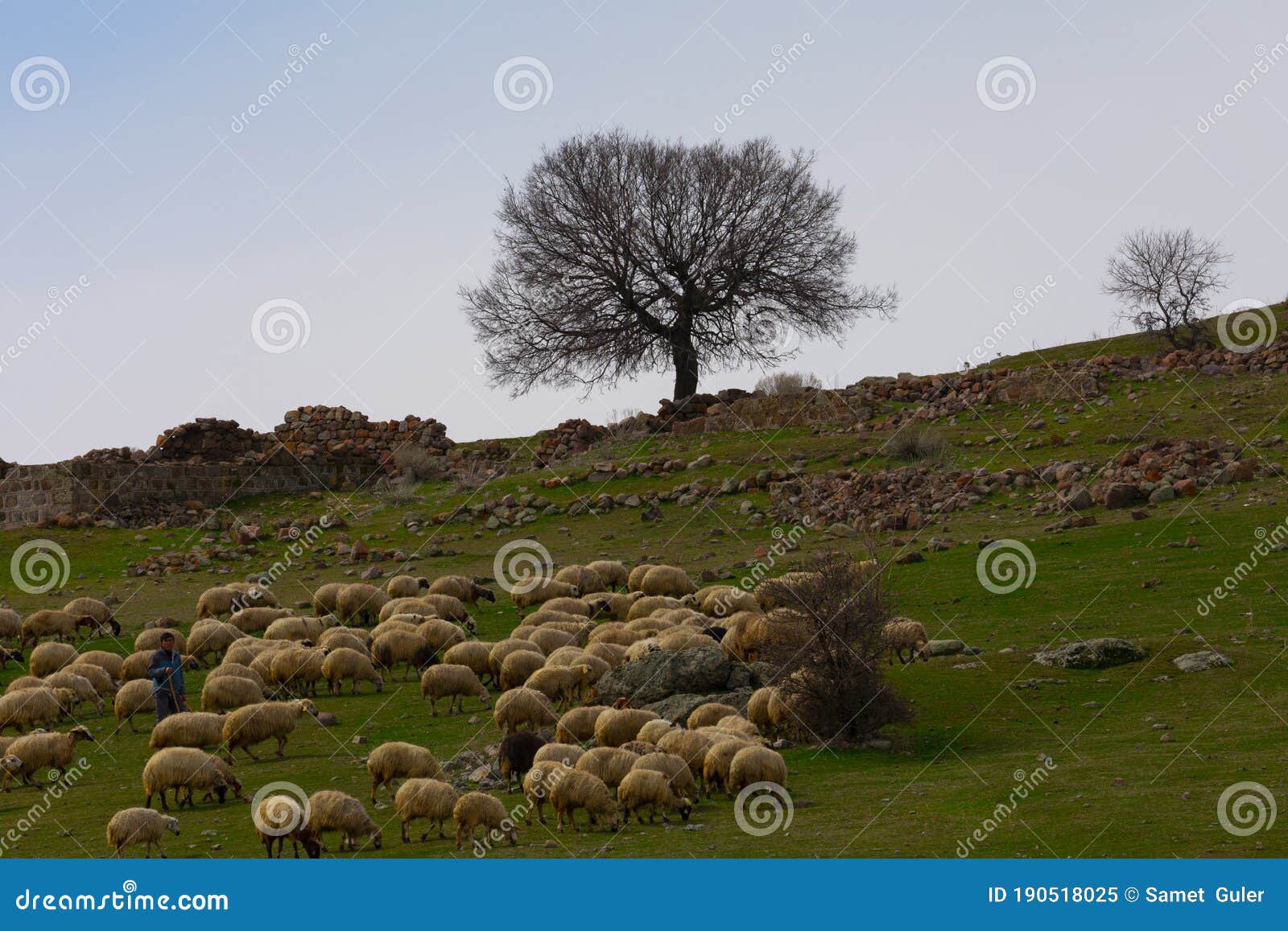 Sheep and Shepherd / Nature . Editorial Image - Image of meadow, graze ...