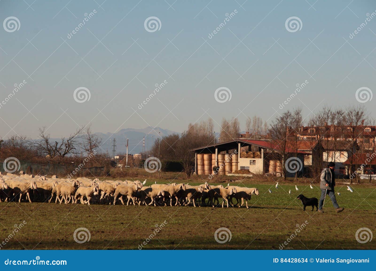 Sheep and shepherd editorial stock image. Image of nature - 84428634