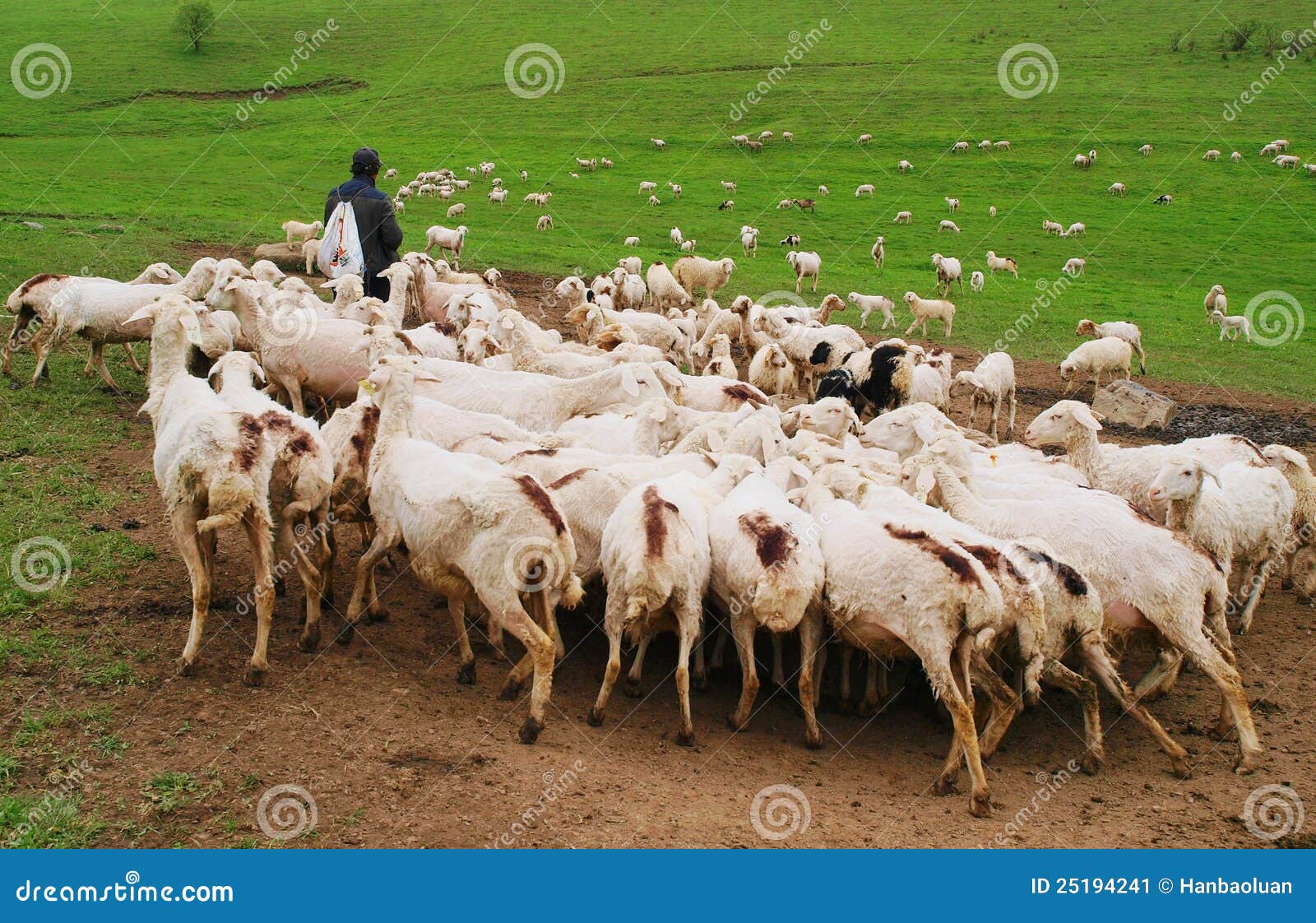 Sheep with shepherds stock image. Image of highlands - 25194241