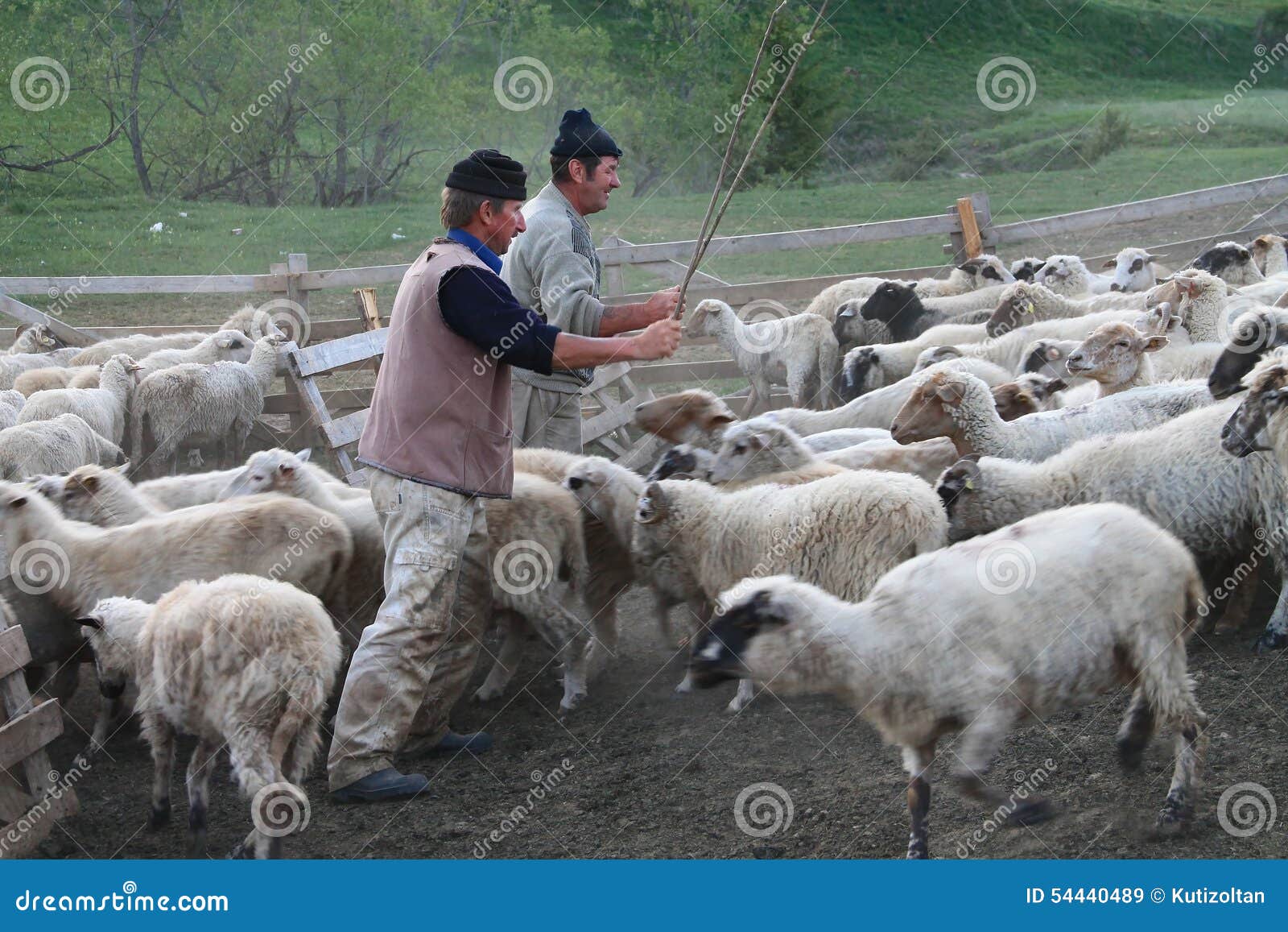 Sheep with shepherds editorial stock image. Image of light - 54440489