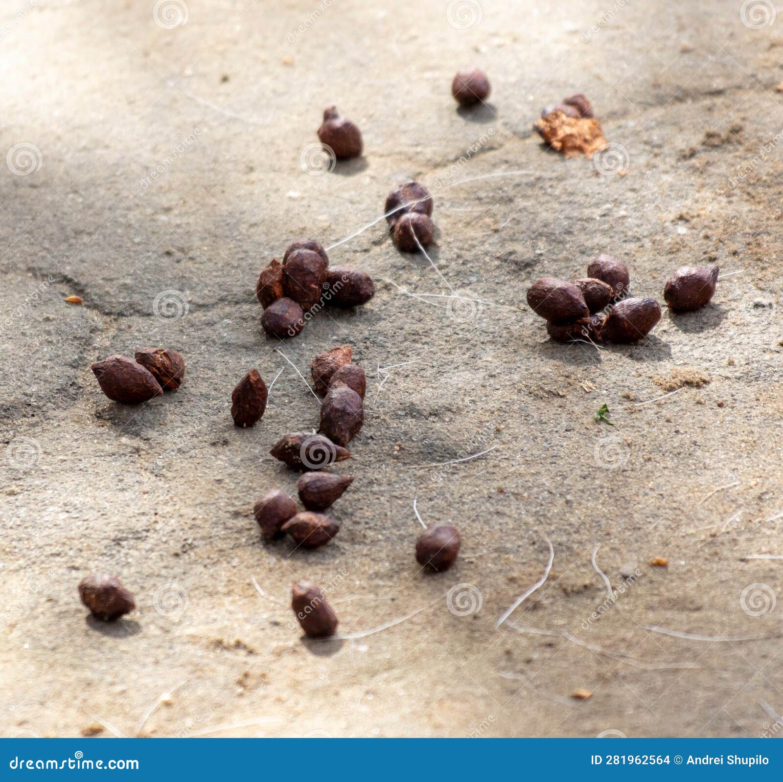 Sheep Shit on the Ground.Close-up Stock Photo - Image of fresh, field ...