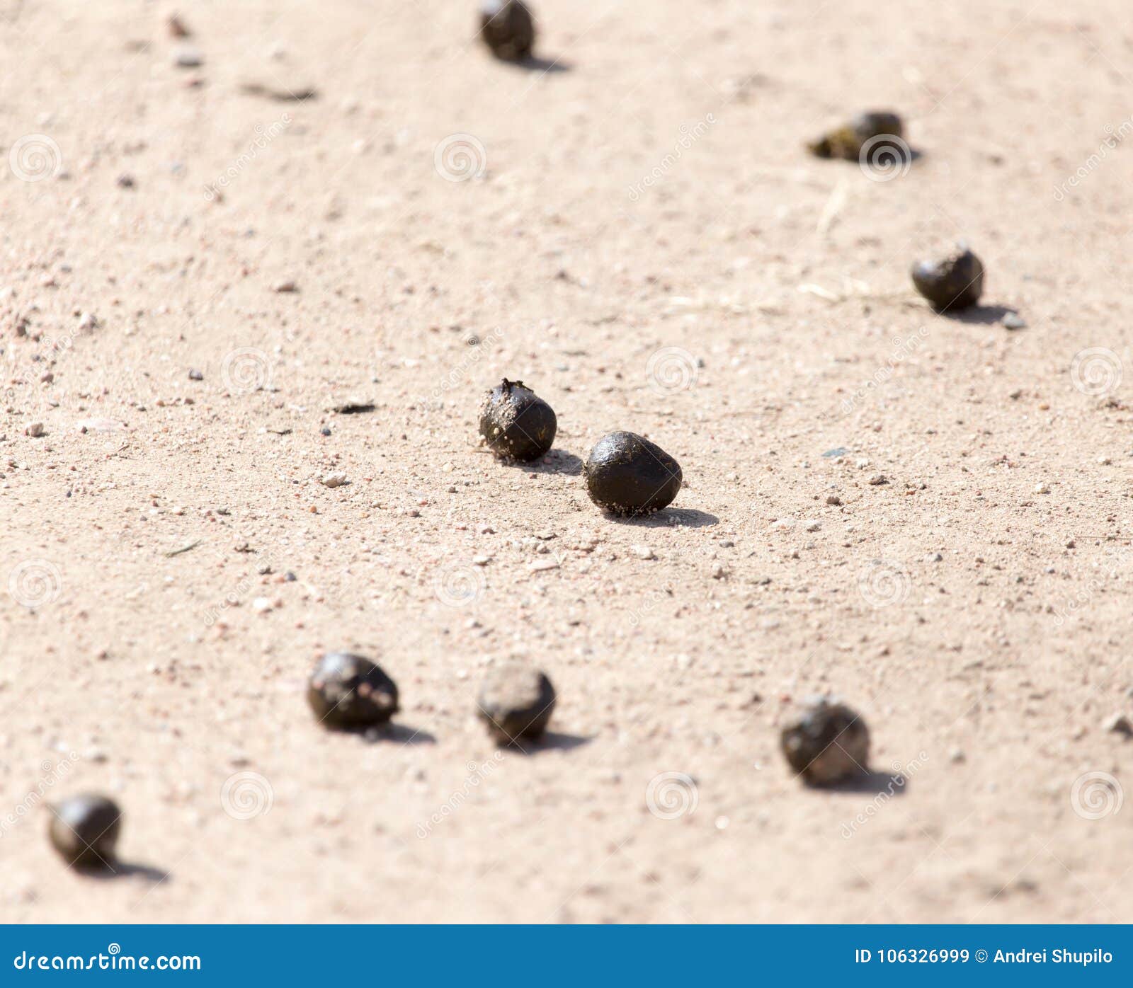 Sheep shit on nature stock image. Image of muck, feces - 106326999