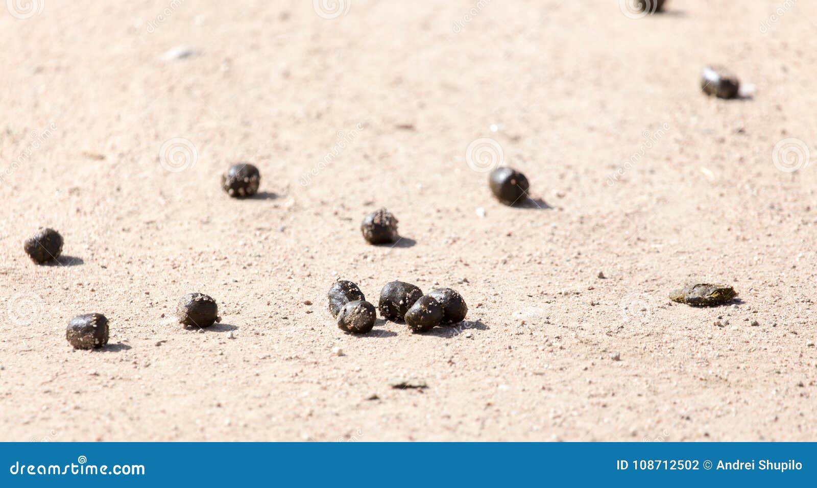 Sheep shit on nature stock photo. Image of grass, black - 108712502