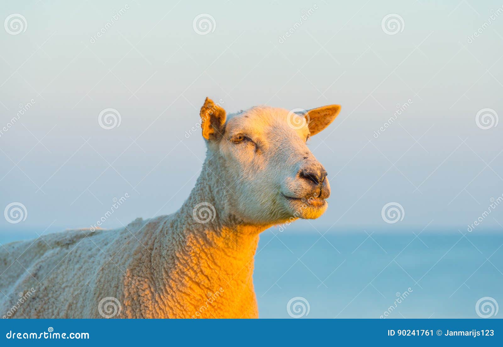 Sheep on the Shore of a Lake in Spring Stock Image - Image of livestock ...