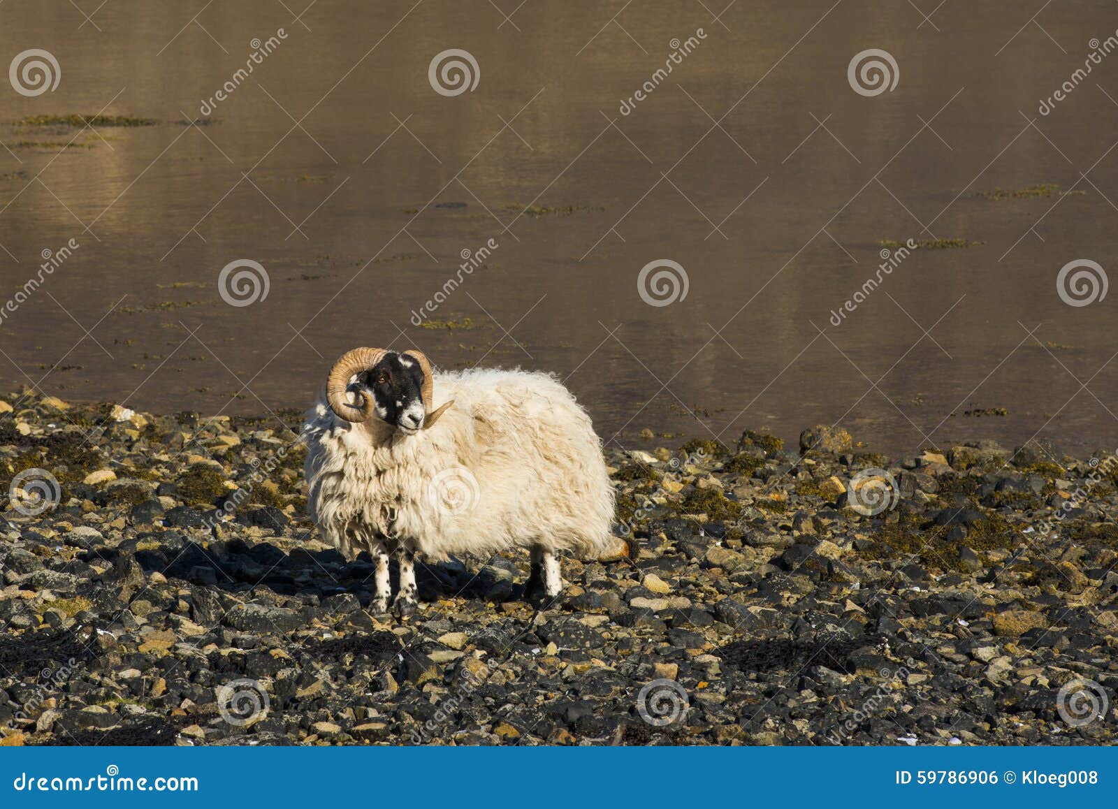 Sheep Shore Ocean Scotland stock photo. Image of horns - 59786906