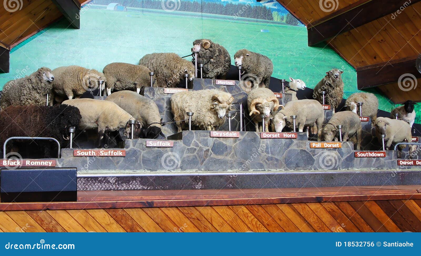 Sheep Show stock photo. Image of child, zealand, sheep - 18532756