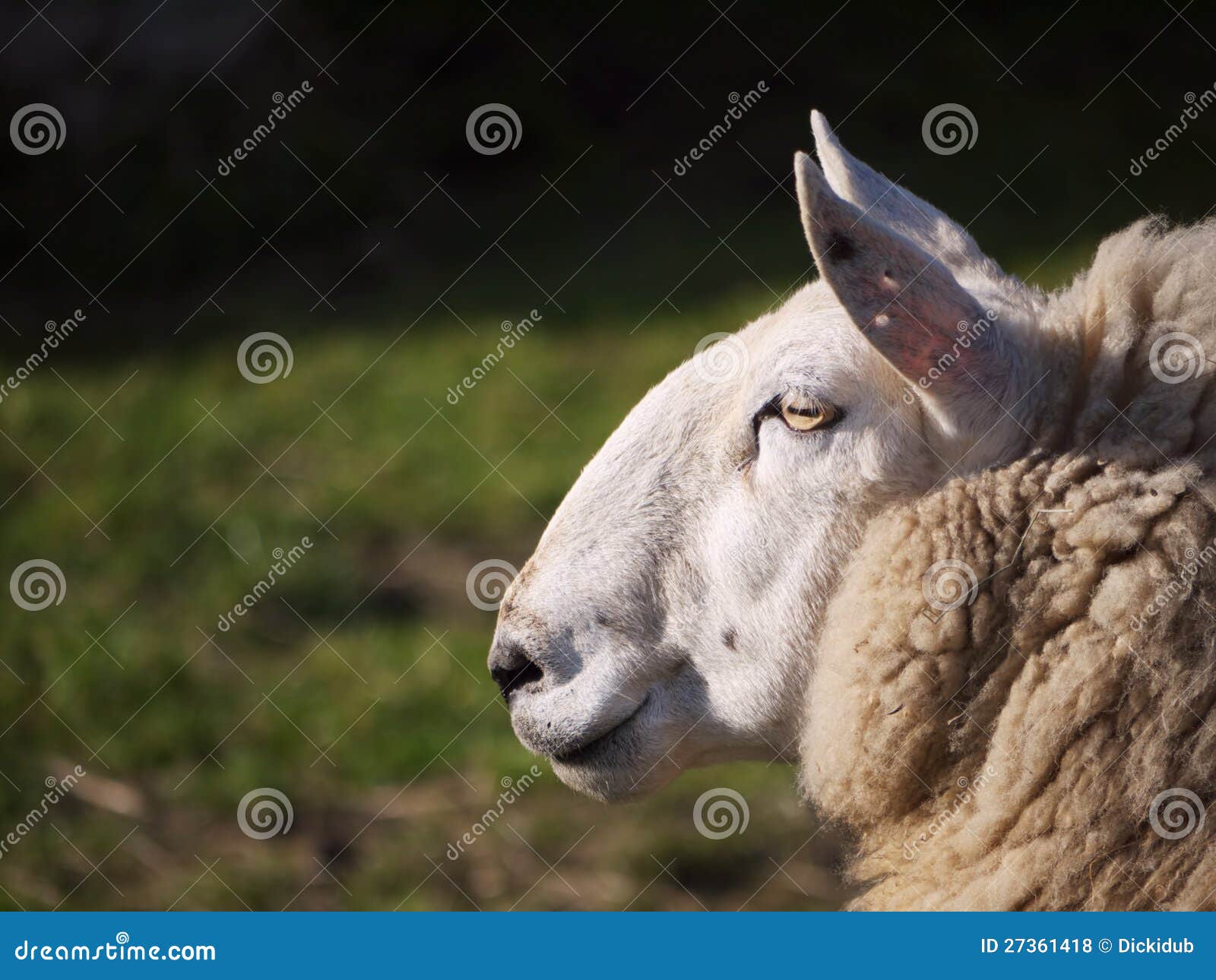 Sheep Side on stock photo. Image of summer, animal, agriculture - 27361418