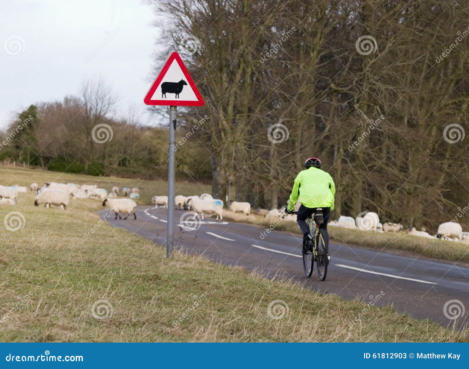 Sheep Sign and Sheep in Road Stock Image - Image of pets, bike: 61812903