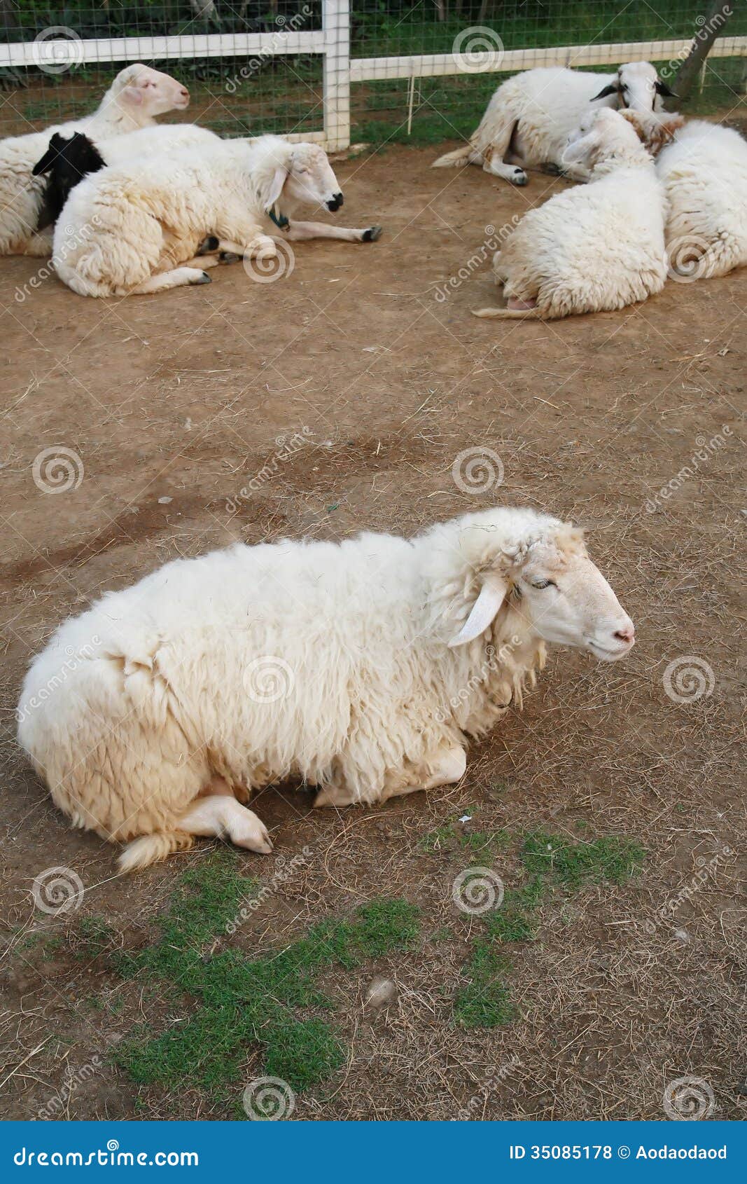 Sheep sit in farm stock photo. Image of farmland, soft - 35085178
