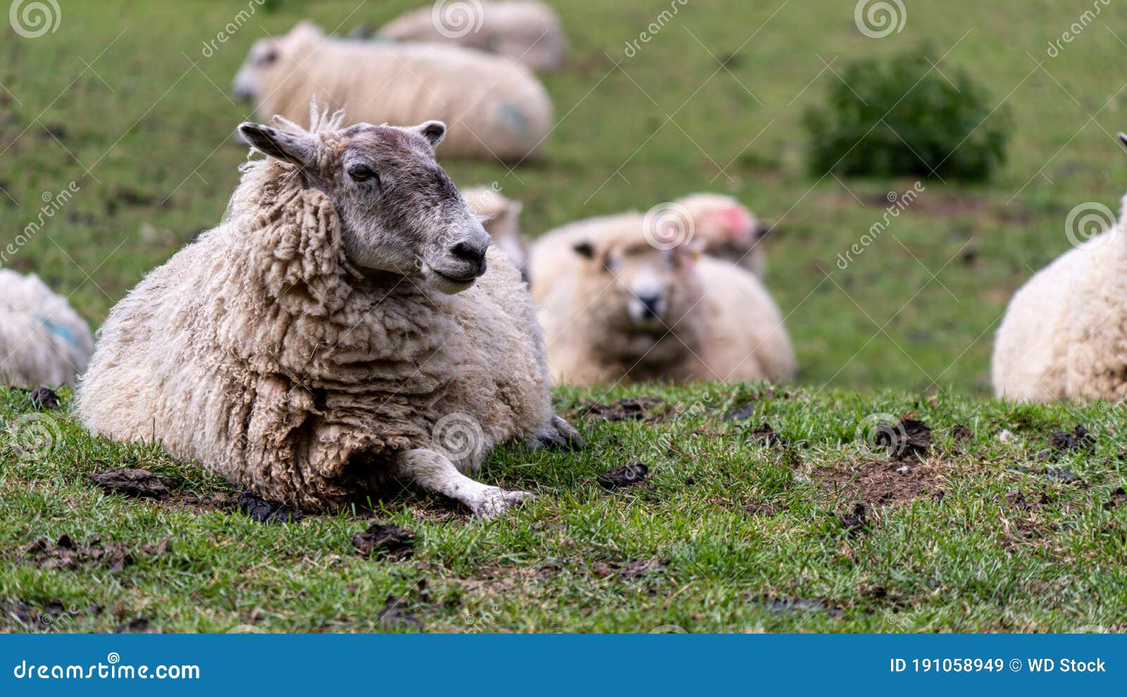 Sheep Sitting Down in a Field Eating Stock Image - Image of landscape ...