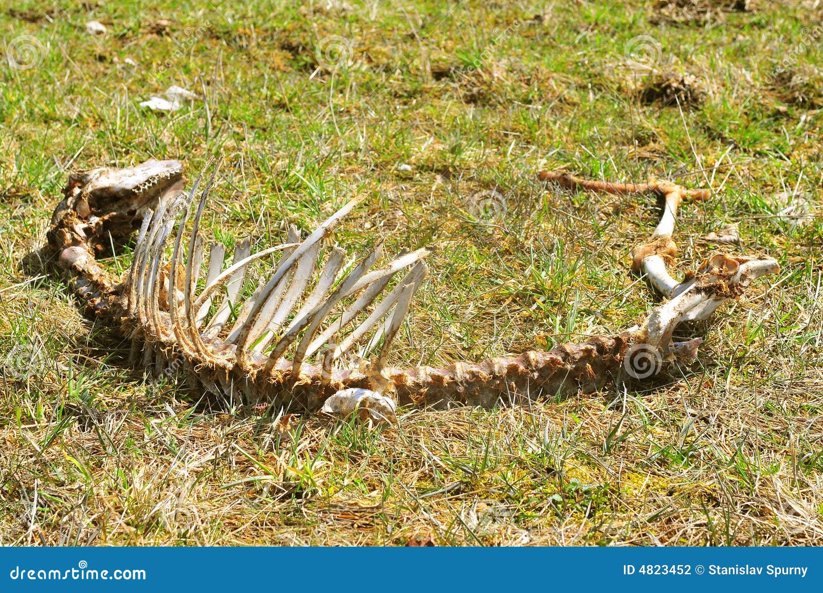 Sheep Skeleton Picture. Image: 4823452