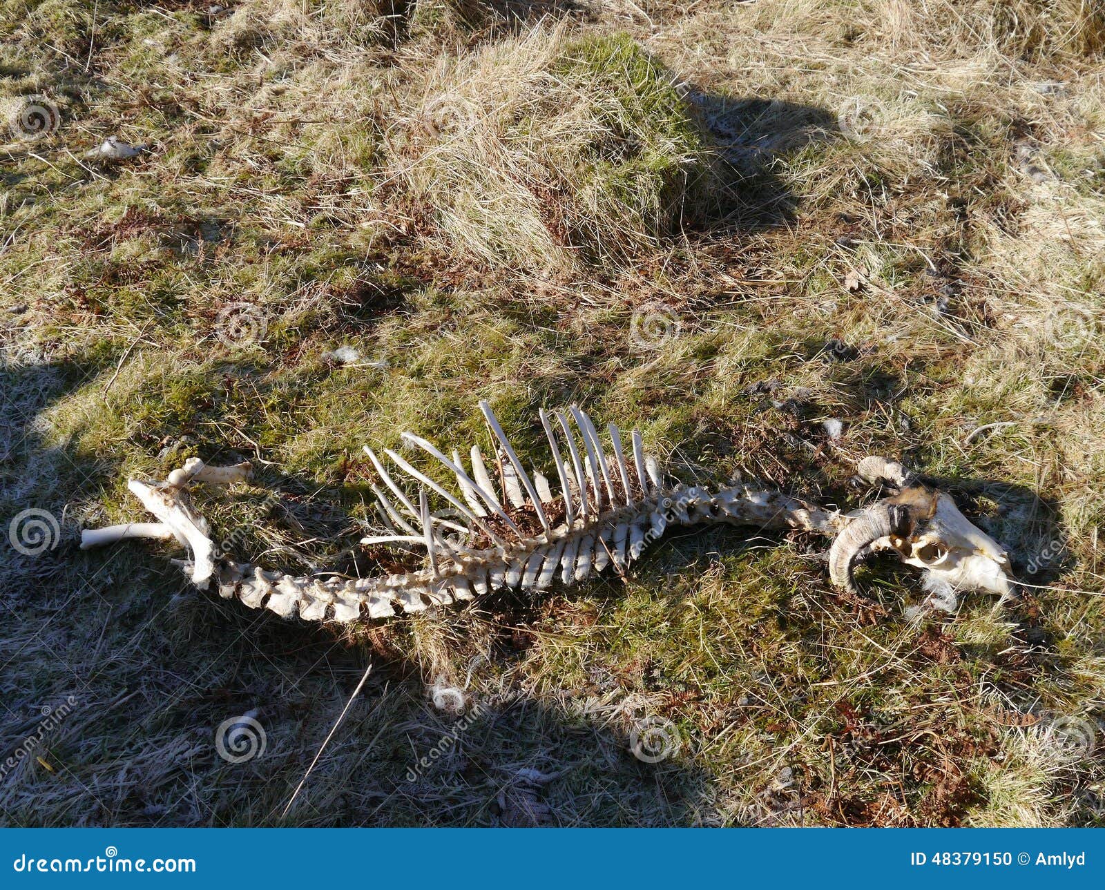 Sheep Skeleton on Dried Winter Grass Stock Photo - Image of animal ...