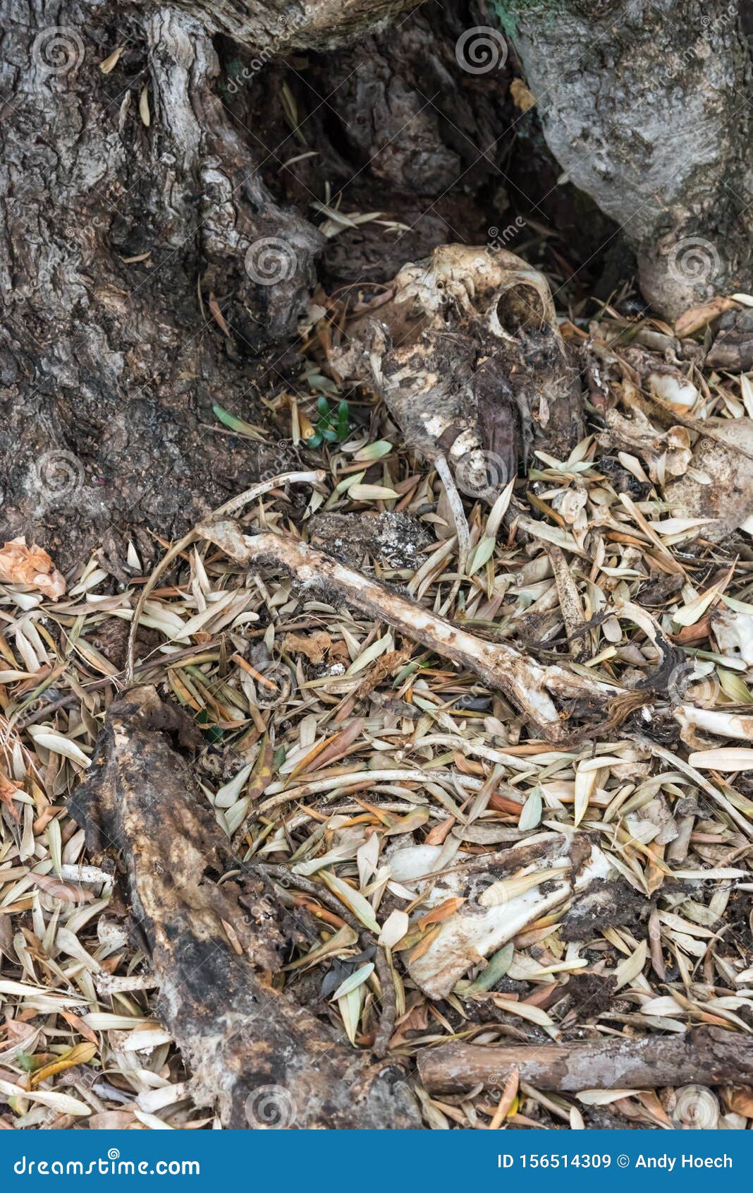 A Sheep Skeleton Lies Under the Olive Tree Stock Image - Image of ...
