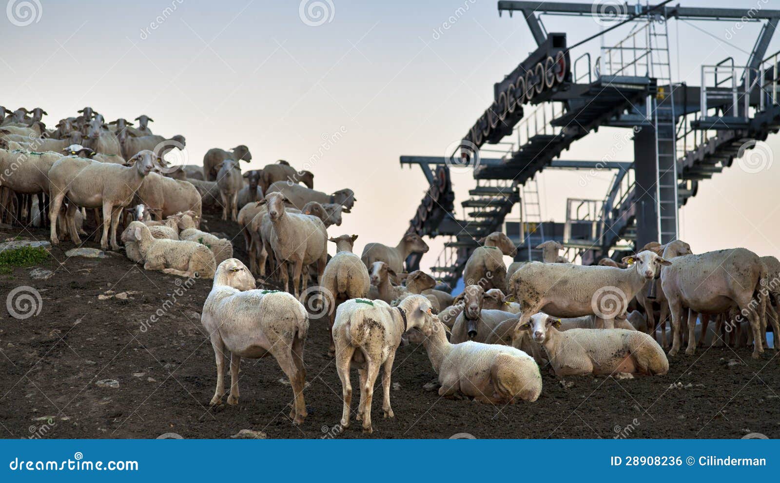 Sheep and ski lift stock photo. Image of grandvalira - 28908236