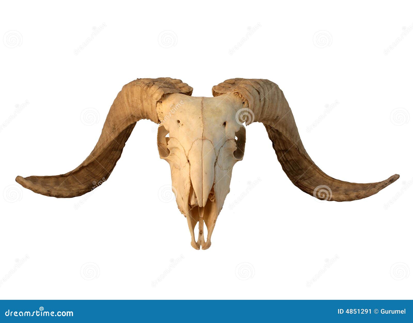 Sheep skull stock image. Image of isolated, bone, creepy - 4851291