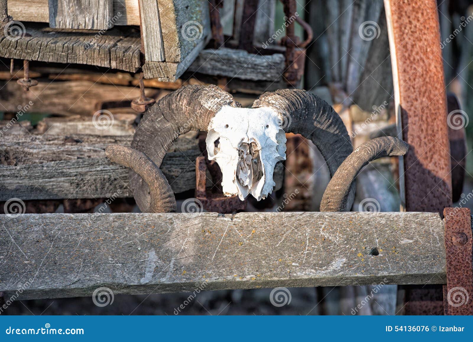Sheep Skull on Far West Wagon Stock Photo - Image of skull, sand: 54136076