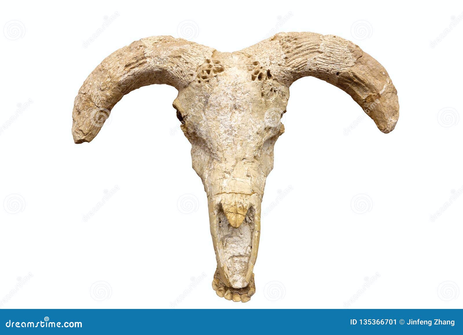 Sheep skull fossils stock image. Image of animals, ichthyolites - 135366701
