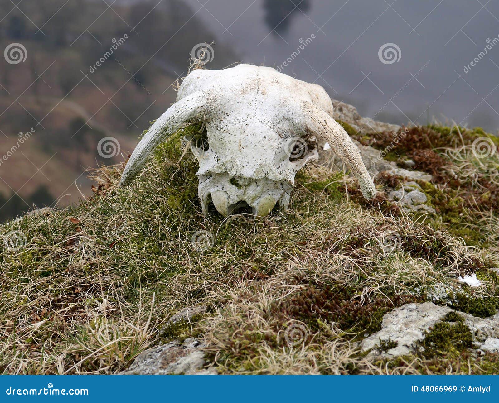 Sheep Skull on Hillside Over Lake Stock Image - Image of eerie ...
