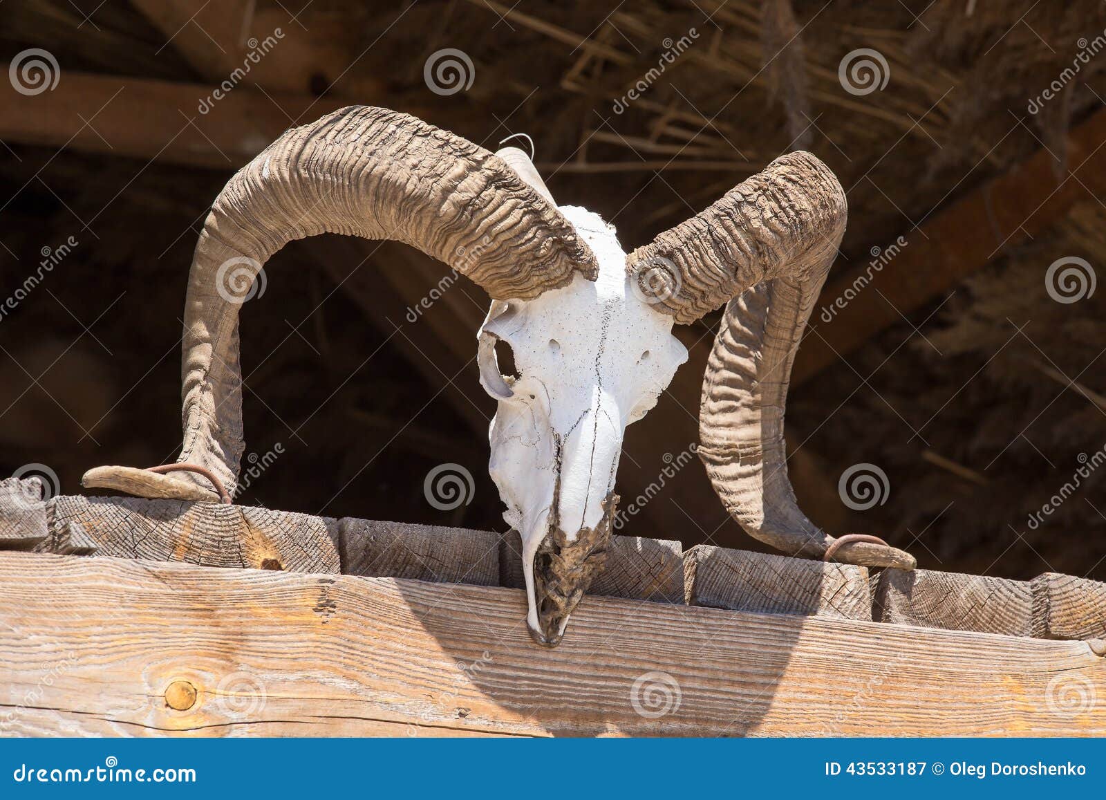 Sheep Skull Fossils Royalty-Free Stock Photography | CartoonDealer.com ...