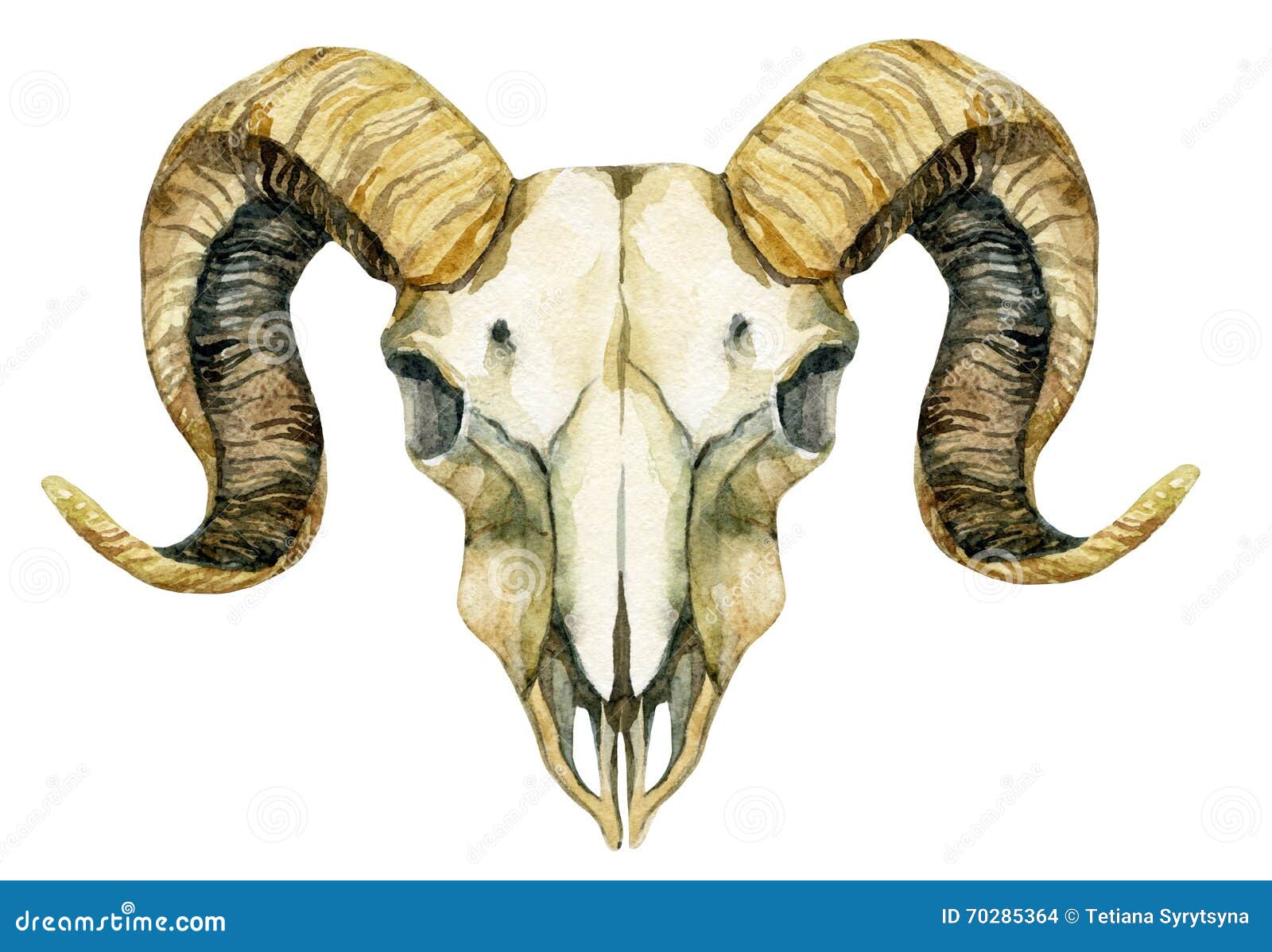 Sheep Skull Isolated on White Background Stock Illustration ...