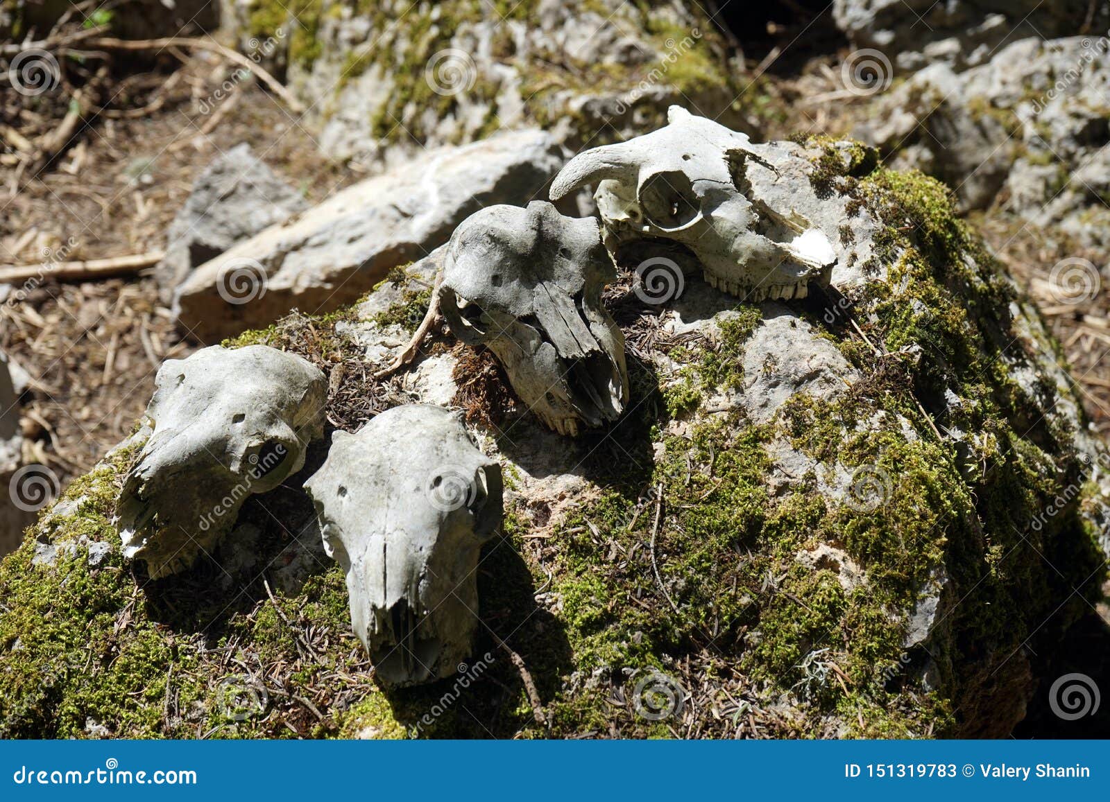 Sheep skulls stock image. Image of sheep, farm, nature - 151319783