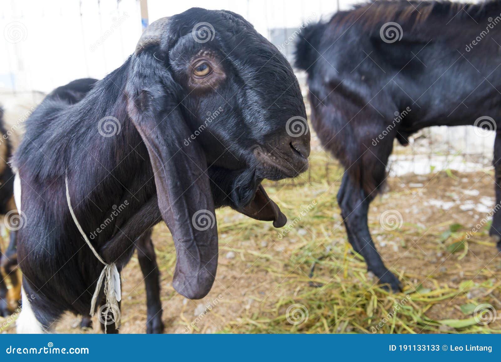 Sheep for slaughter stock image. Image of animal, mammal - 191133133
