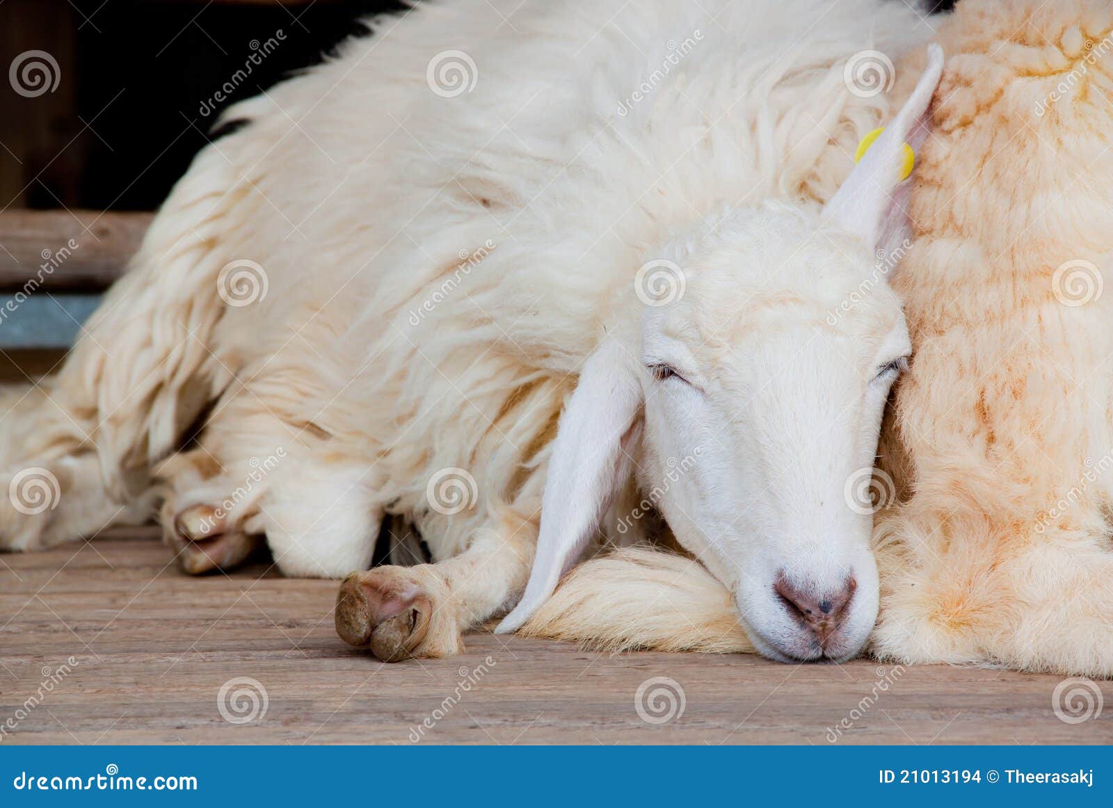 Sheep sleeping stock photo. Image of grazing, fench, agriculture - 21013194