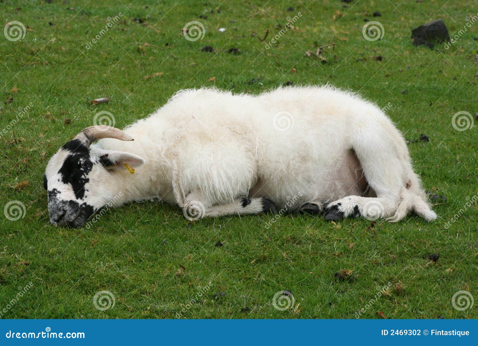 Sheep Asleep