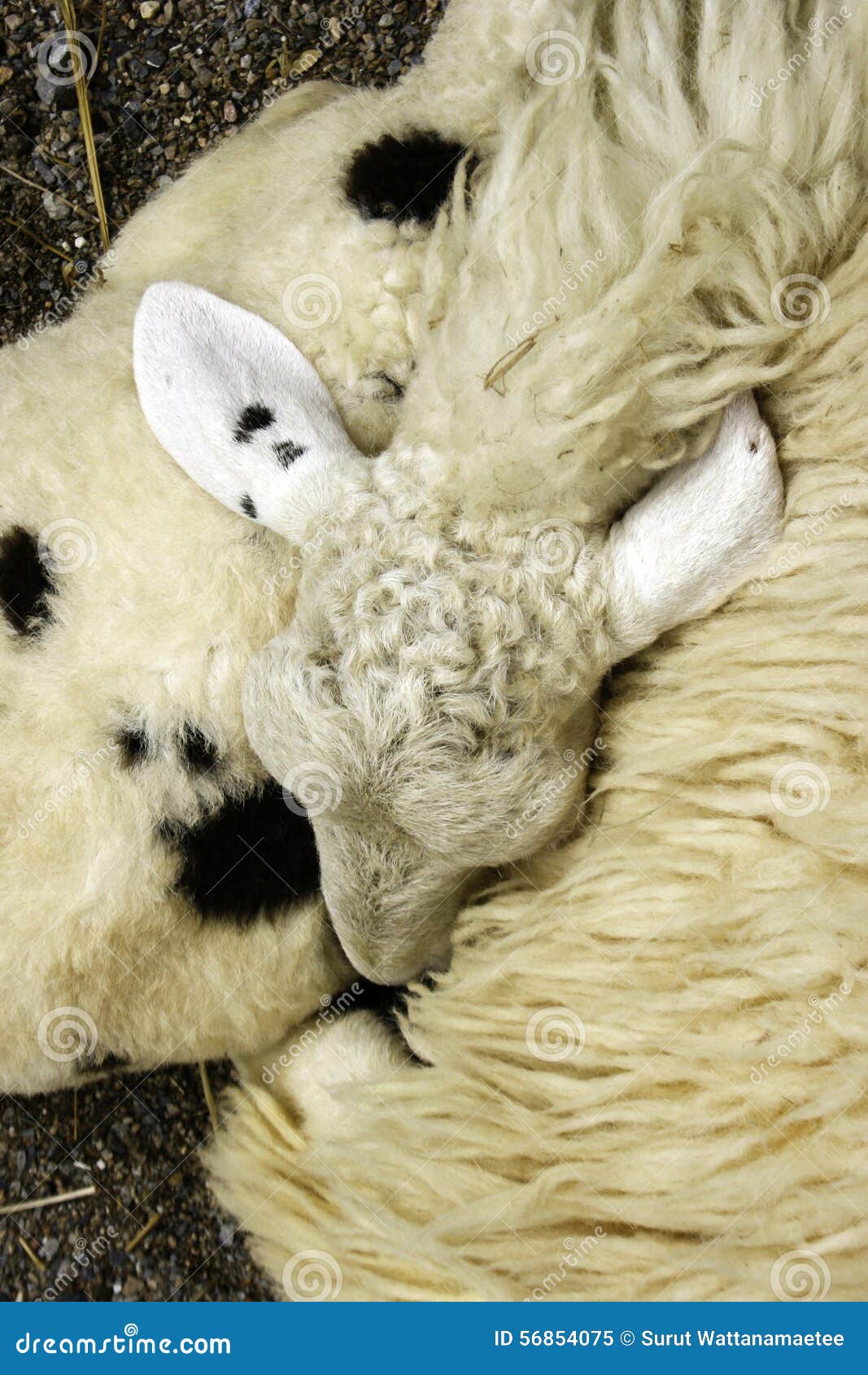 Sheep sleeping stock image. Image of face, easter, farm - 56854075
