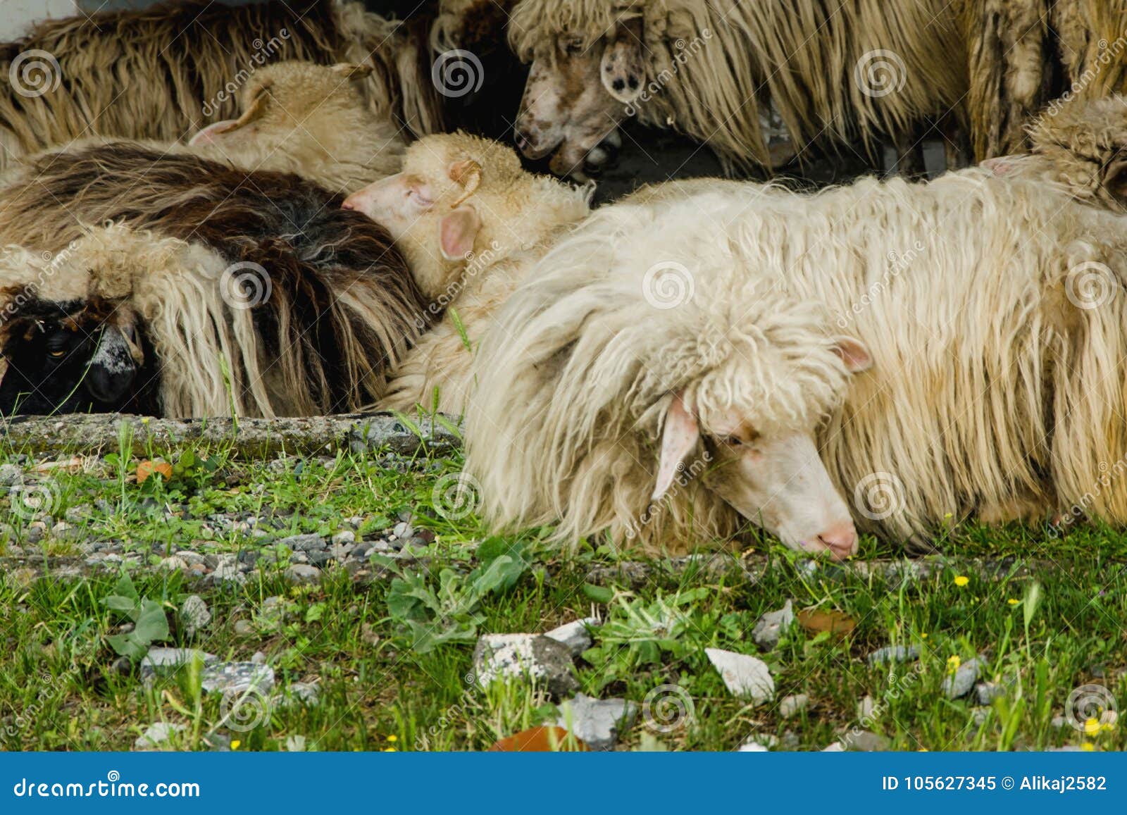 When the sheep sleeping stock image. Image of farming - 105627345