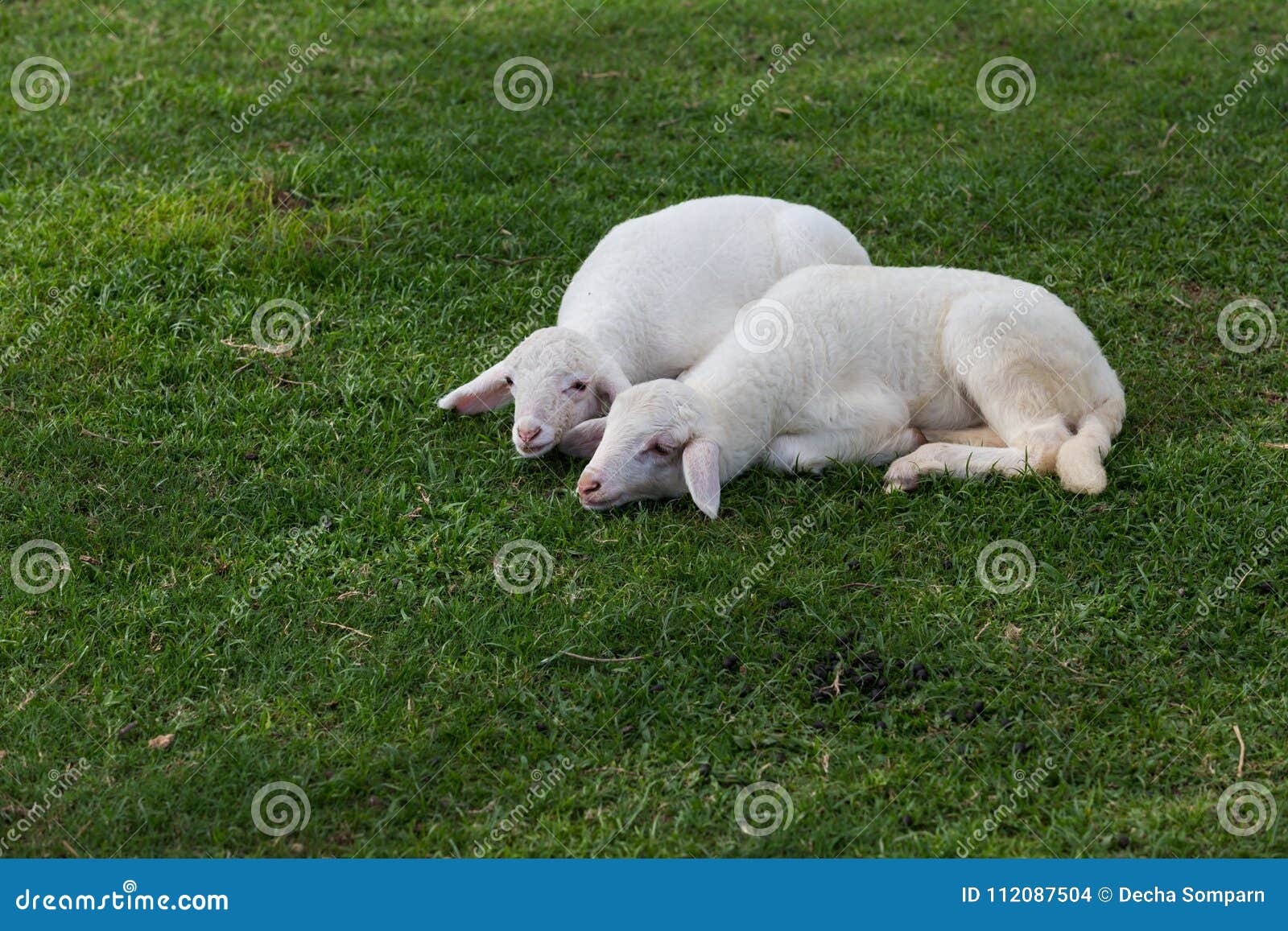 Sheep Sleeping on Green Grass Stock Photo - Image of meadow, nature ...