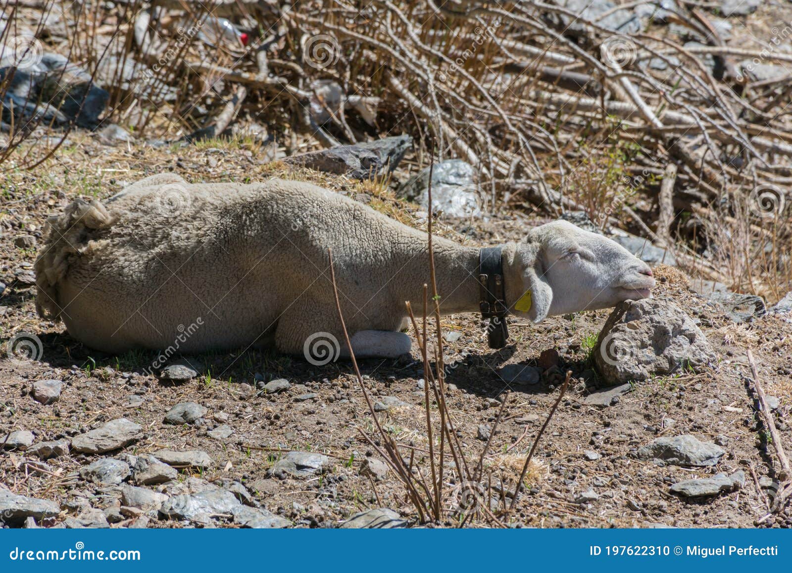 Sheep sleeping stock photo. Image of head, grazing, rural - 197622310