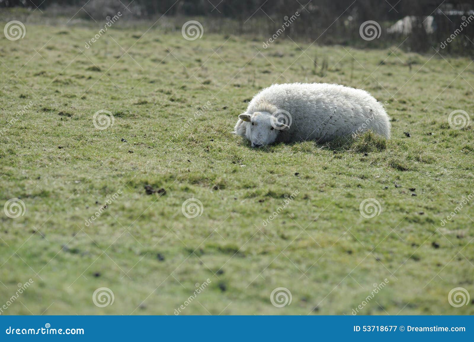Sheep stock image. Image of farm, sheep, british, mammal - 53718677