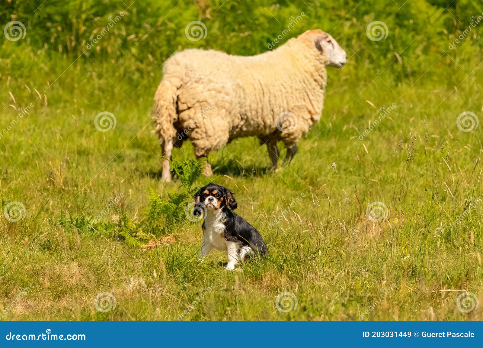 A Sheep And Two Small Lambs Side By Side In The Barn. White And Black ...