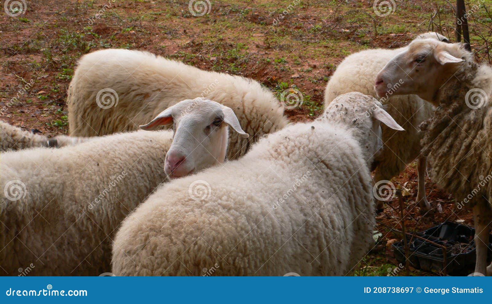 SHEEP in a SMALL FARM stock image. Image of outdoor - 208738697