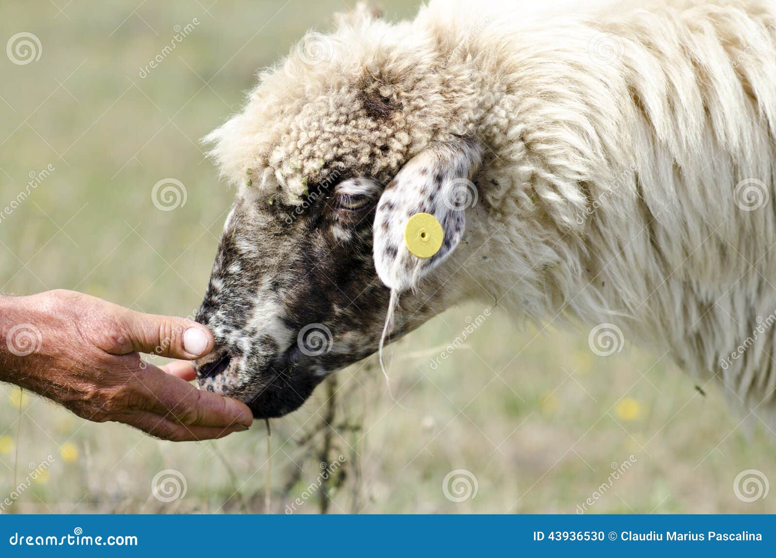 Pastor Praying Over The Sheep