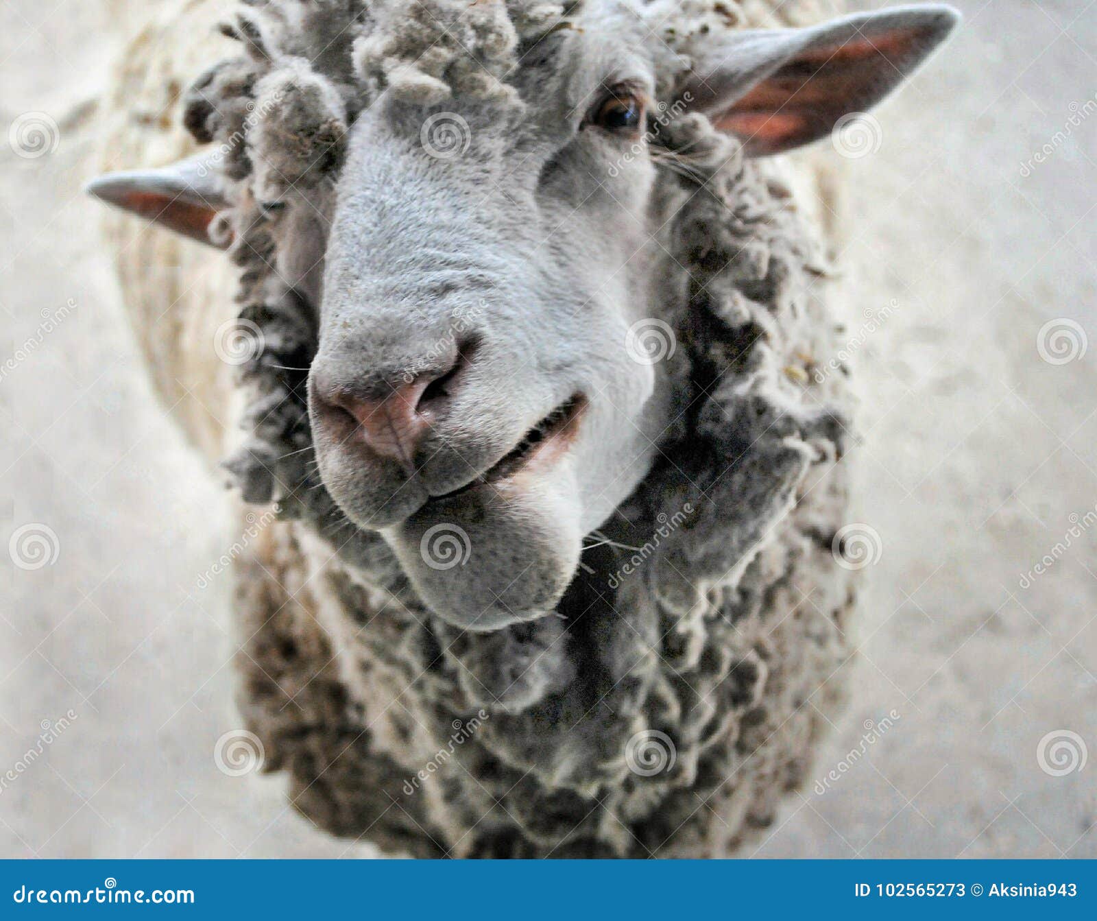 The Sheep Looks at the Camera, the Sheep Smiles Stock Image - Image of ...