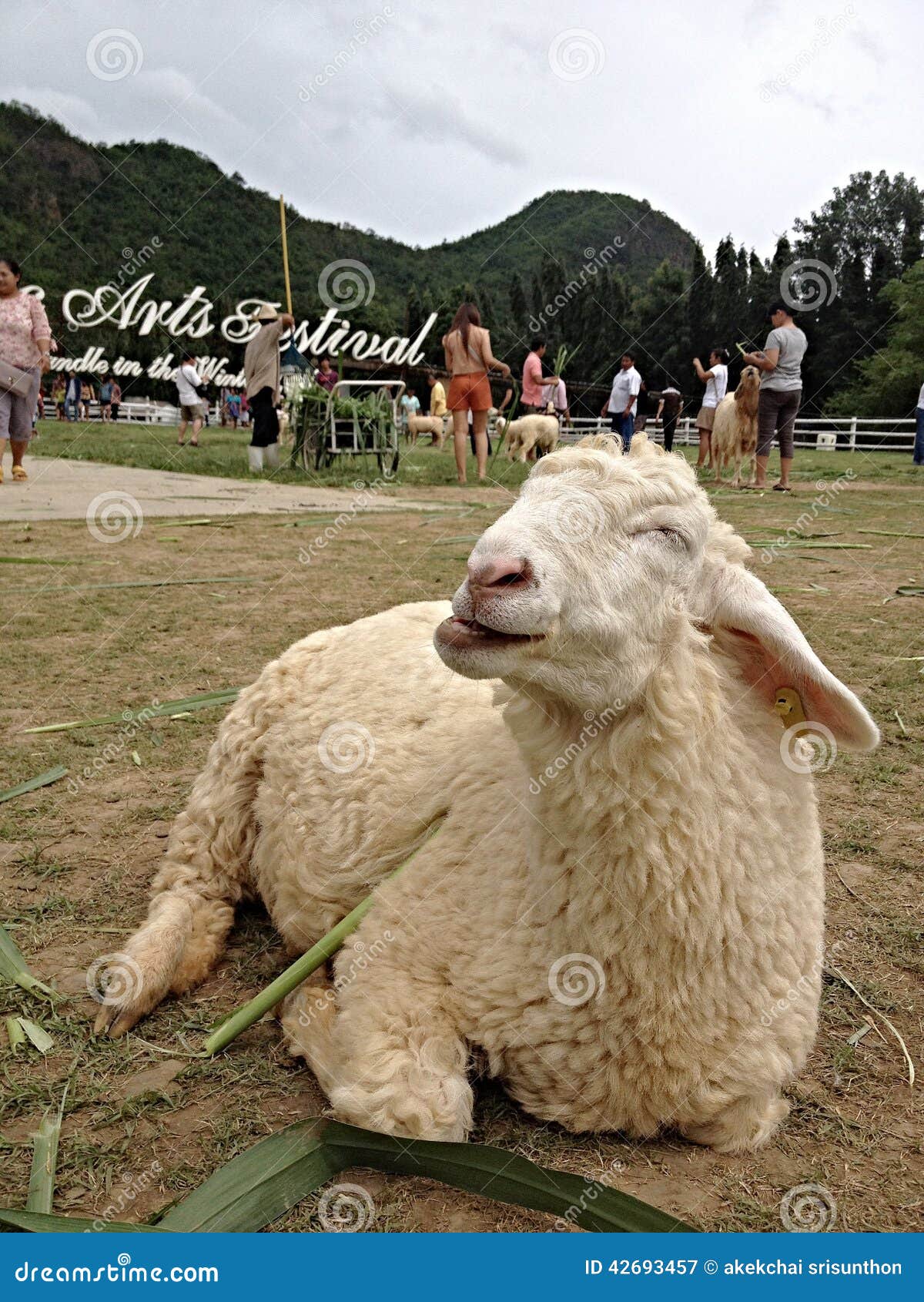 Sheep Smiley editorial photography. Image of attractions - 42693457