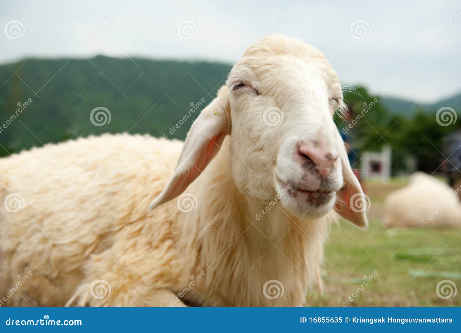 Sheep smiling stock image. Image of animal, outdoor, affectionate ...
