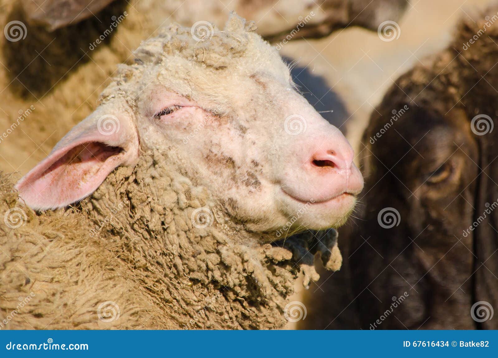 Sheep smiling - Close up stock photo. Image of funny - 67616434