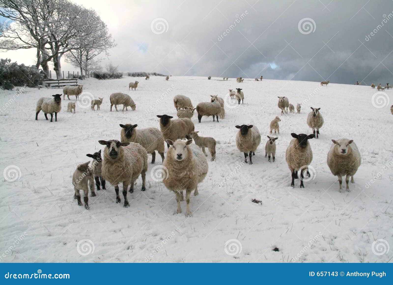 Sheep in the snow_02 stock image. Image of mountains, welsh - 657143