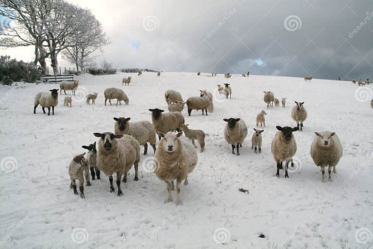Sheep in the snow_02 stock image. Image of mountains, welsh - 657143