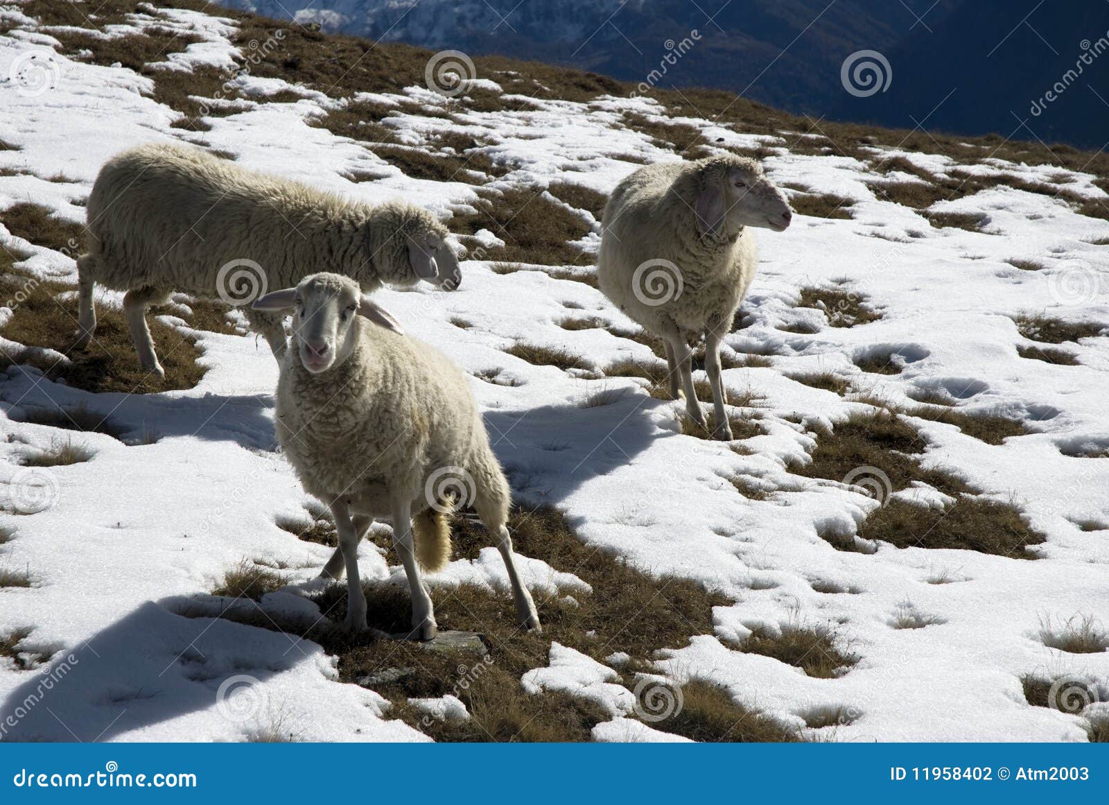 Sheep in the snow stock photo. Image of baby, counting - 11958402