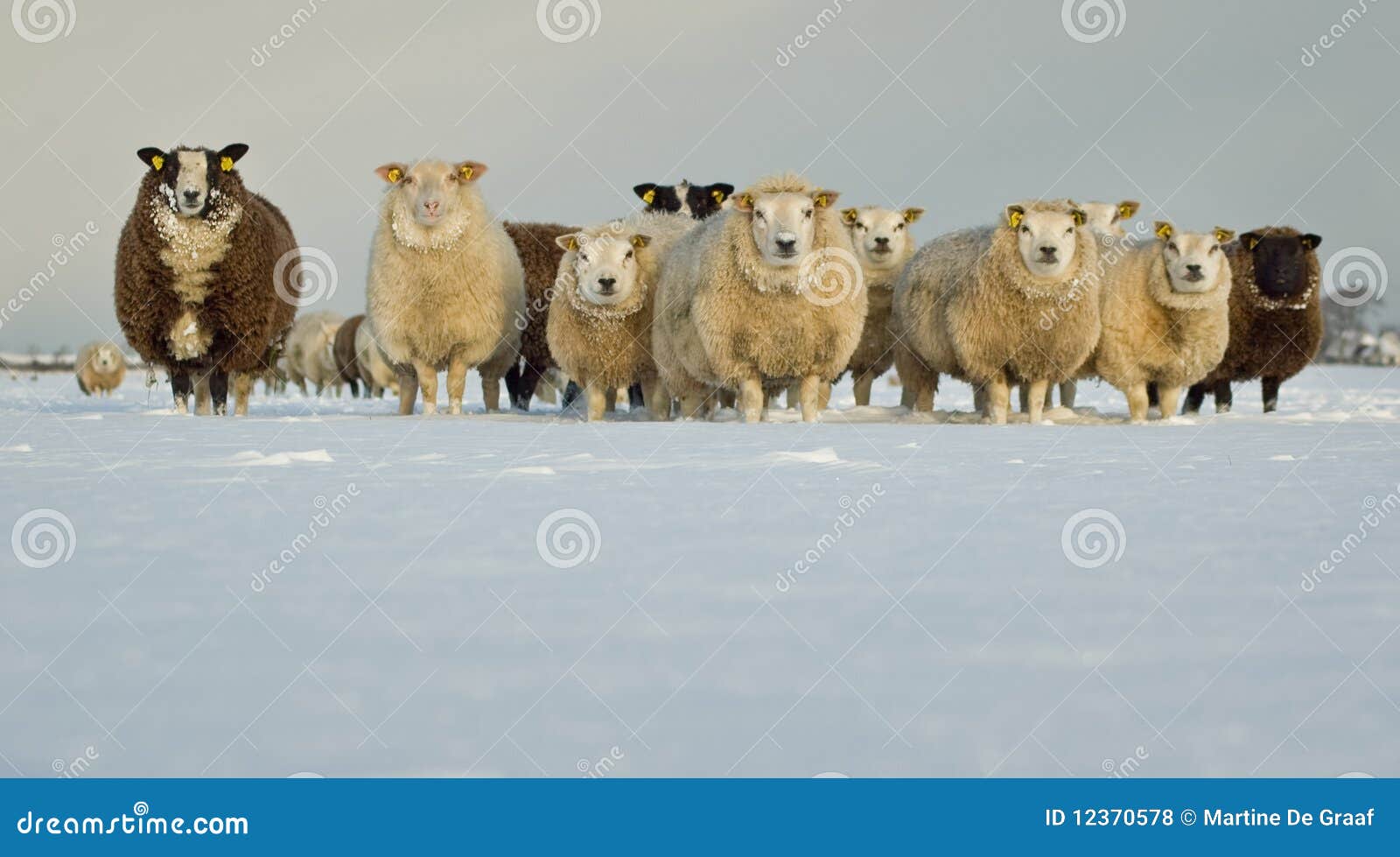 Mob Of Sheep Royalty-Free Stock Image | CartoonDealer.com #41187802
