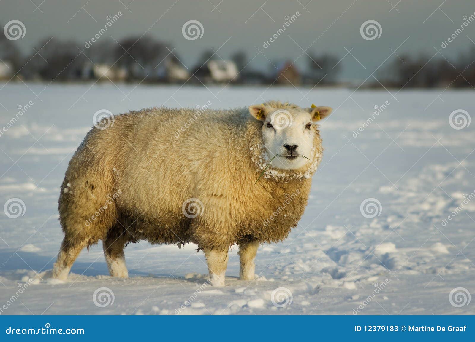 Sheep in snow stock image. Image of wool, netherlands - 12379183