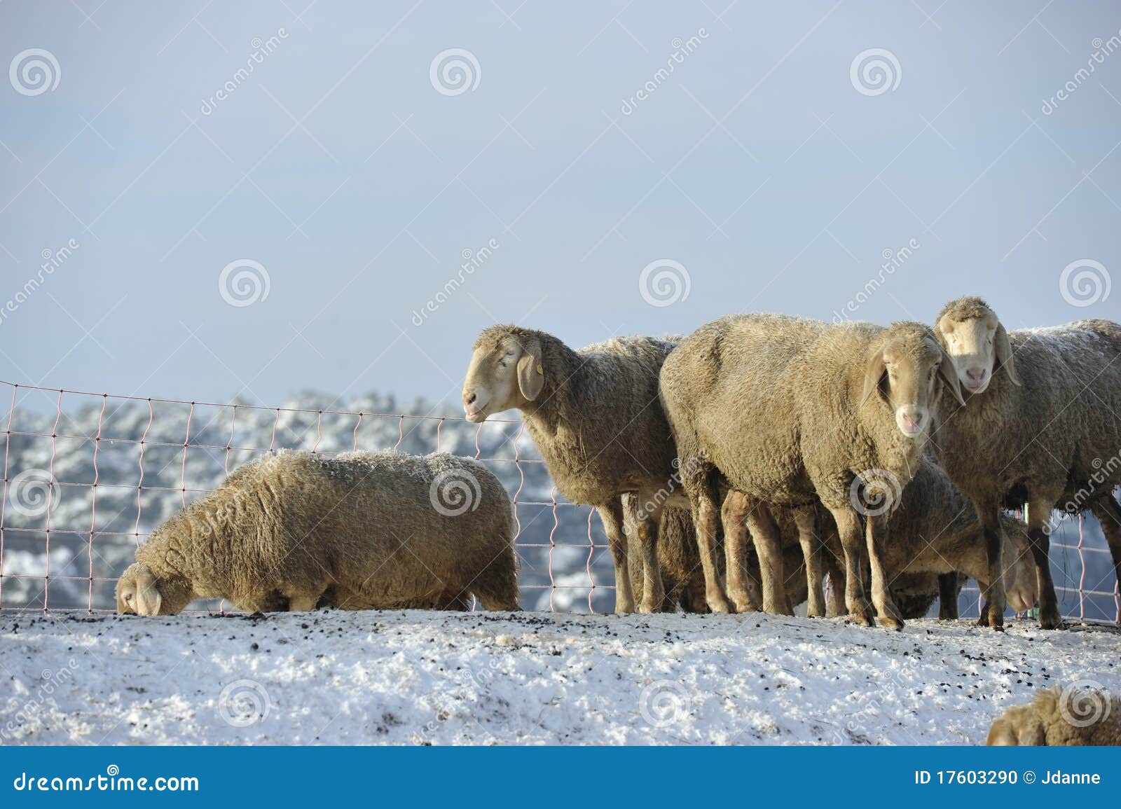 Sheep in Snow stock photo. Image of mammal, animals, friendly - 17603290